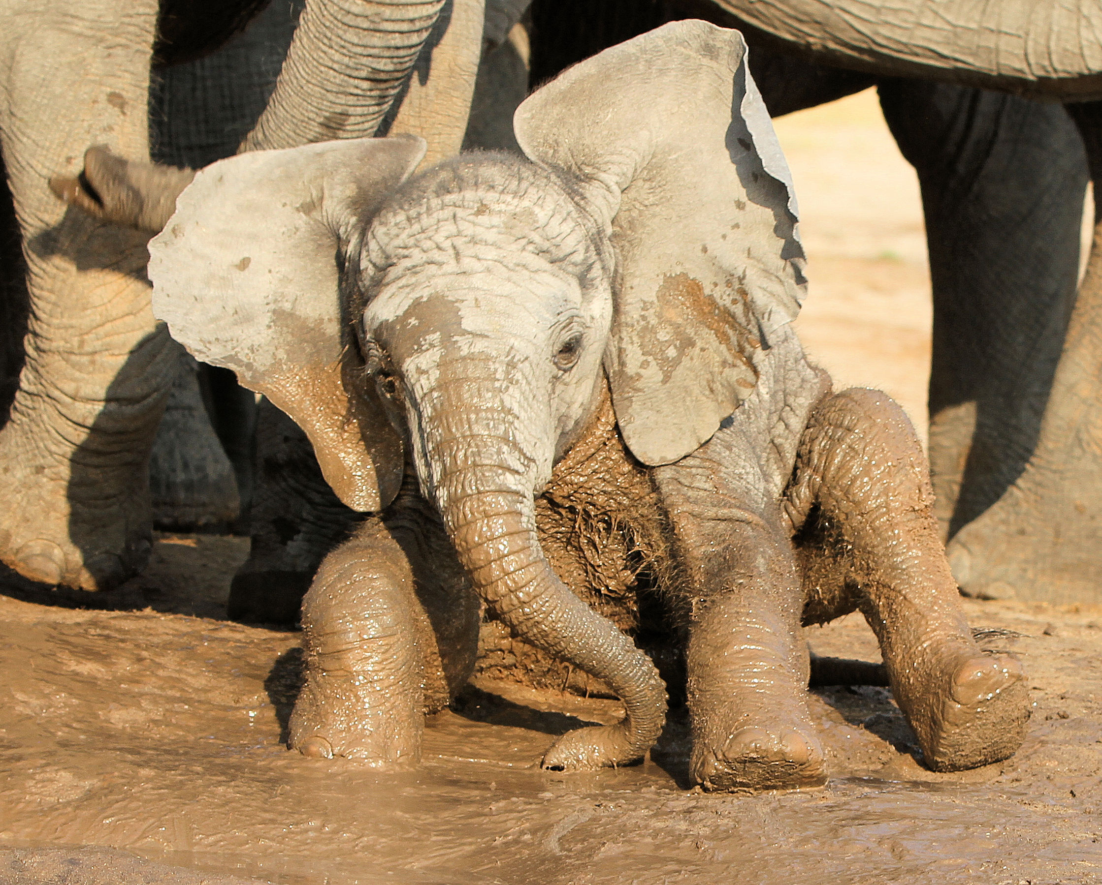 The Great Elephant Migration