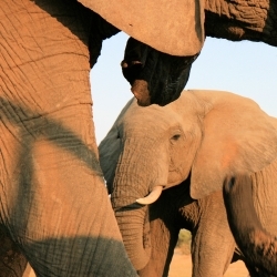 The Great Elephant Migration